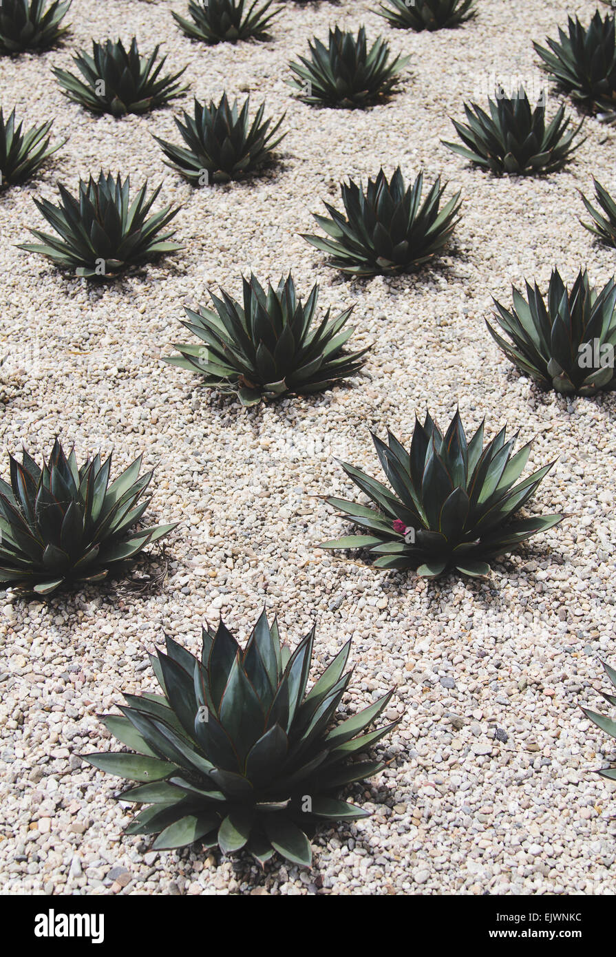 Sustainable landscaping with agave Stock Photo - Alamy