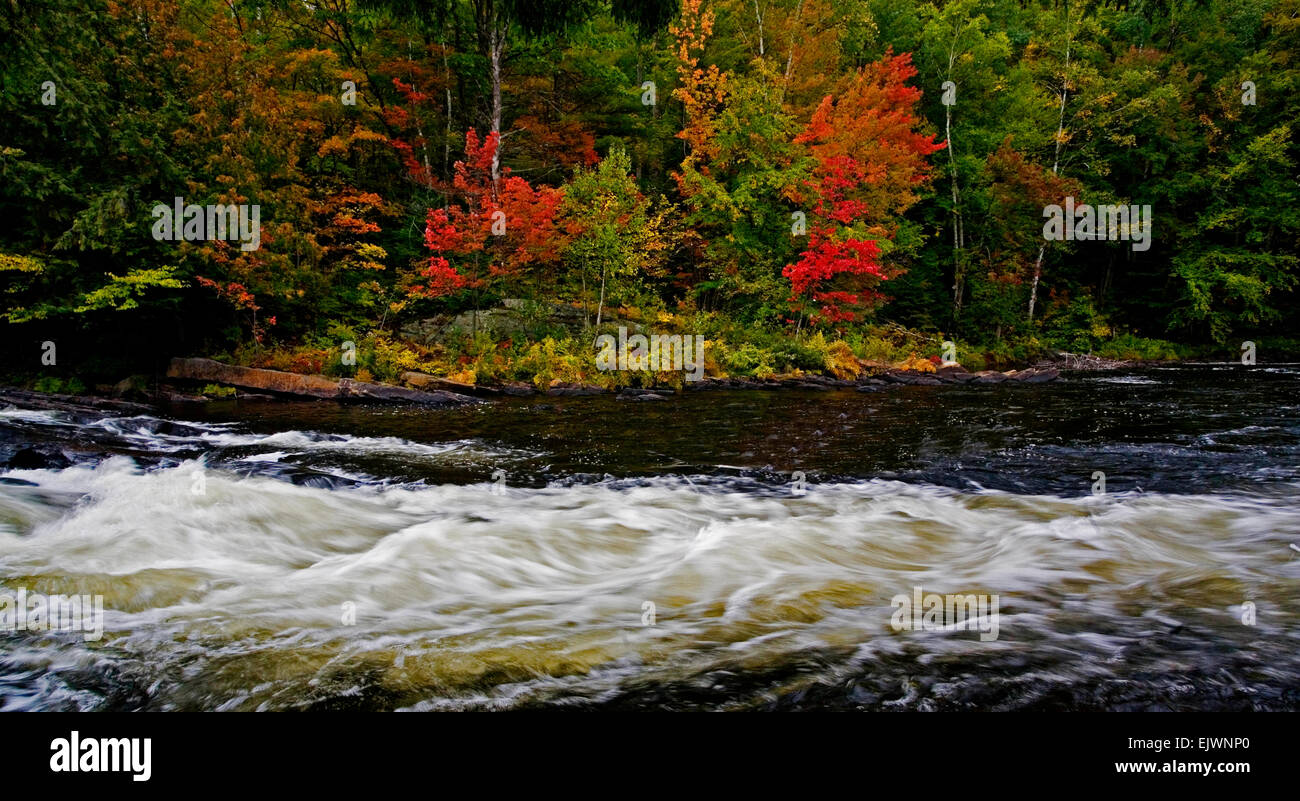 Brilliant fall color along river rapids in Algonquin Stock Photo - Alamy