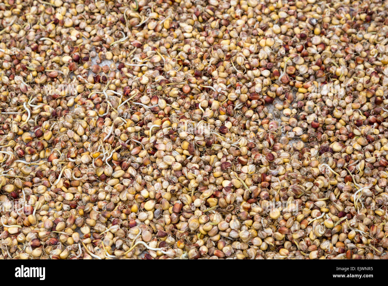 Peru, Urubamba Valley, Quechua Village of Misminay. Corn (Maize) Drying ...