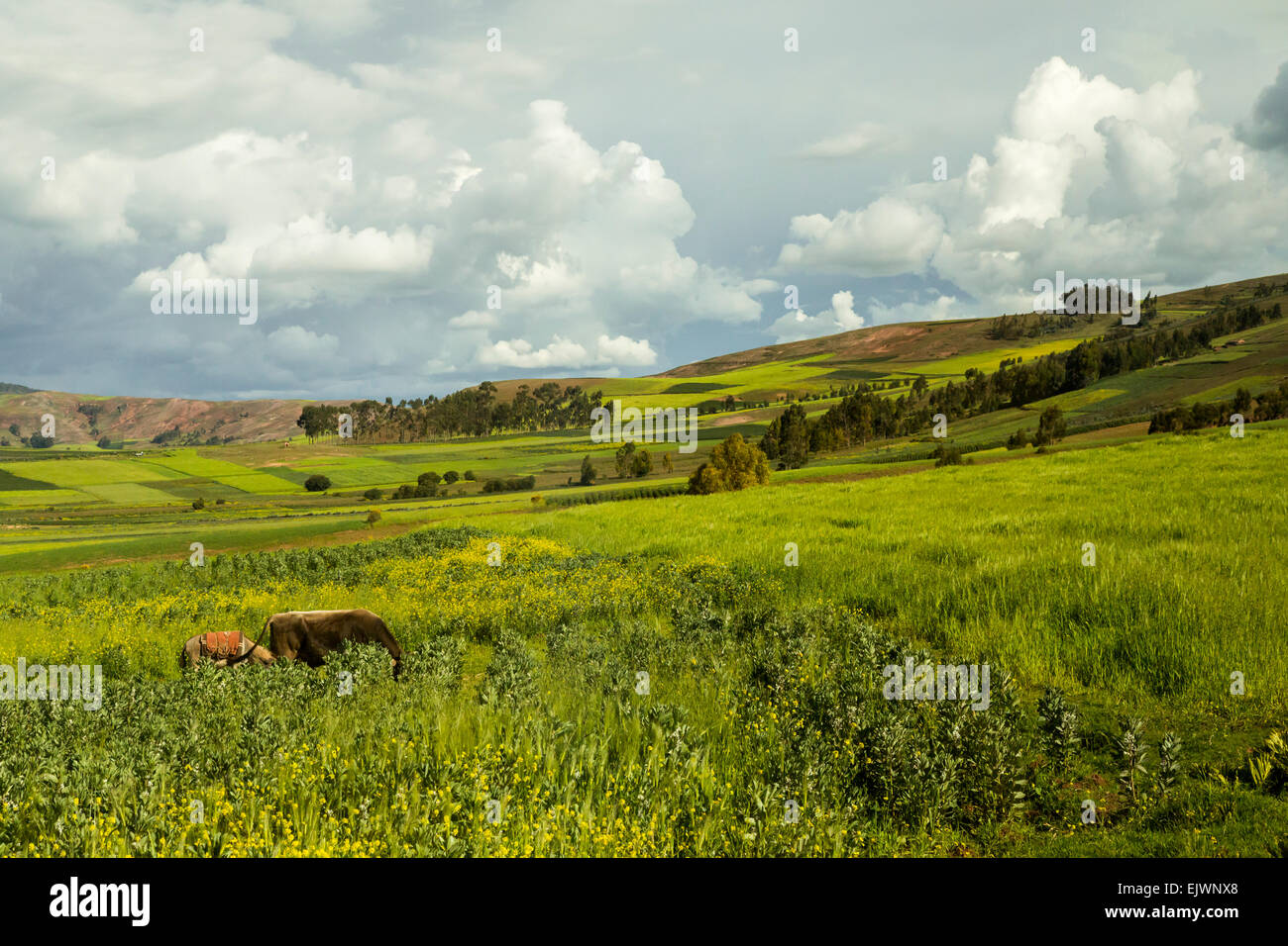 Peru, Moray, Urubamba Valley Farmland Stock Photo - Alamy