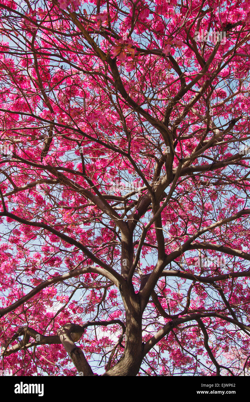 Cherry blossoms in Spring Stock Photo - Alamy