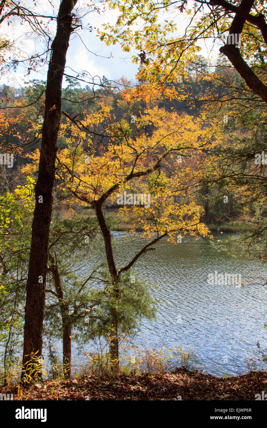 Trees with fall foliage on the banks of the Mountain Fork River Stock ...