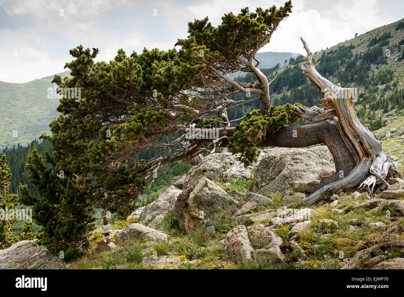 Bristlecone pine tree Colorado's Mt. Evans Stock Photo - Alamy