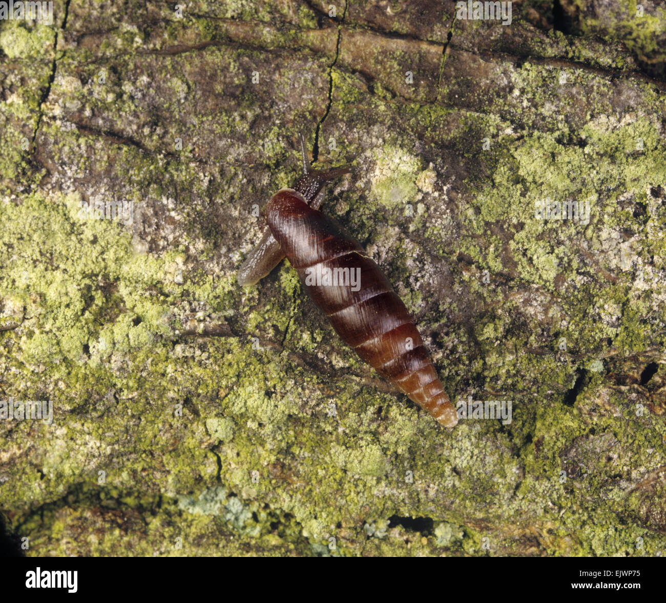 Plaited Door Shell - Cochlodina laminata Stock Photo - Alamy