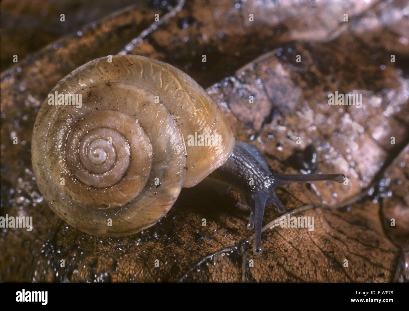 Strawberry Snail - Trichia striolata Stock Photo - Alamy