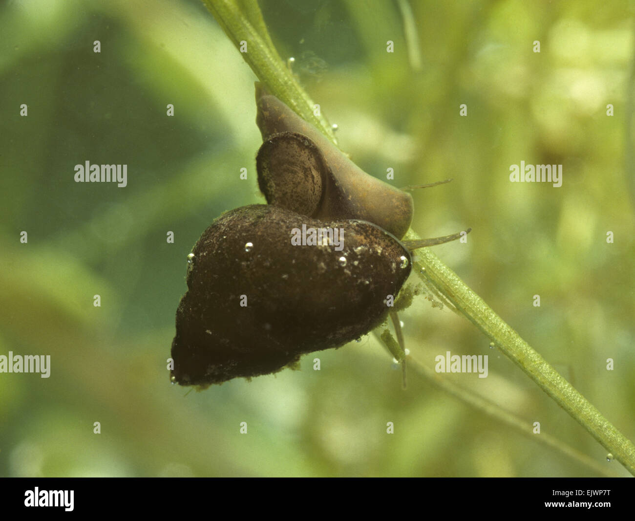 Bithynia tentaculata hi-res stock photography and images - Alamy