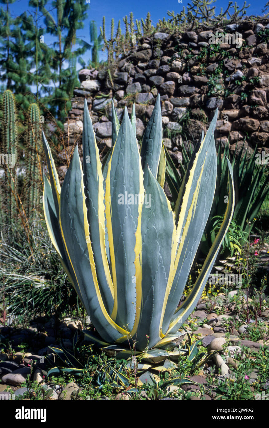 Peru, Yucay. Agave Growing in Garden Stock Photo - Alamy