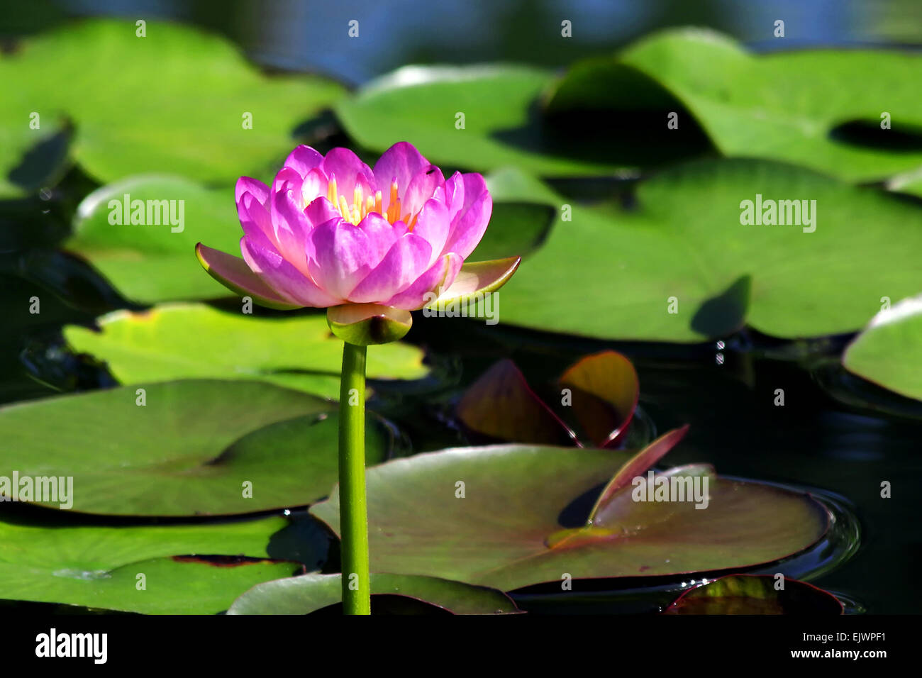 The beautiful Blooming lotus flower Stock Photo - Alamy