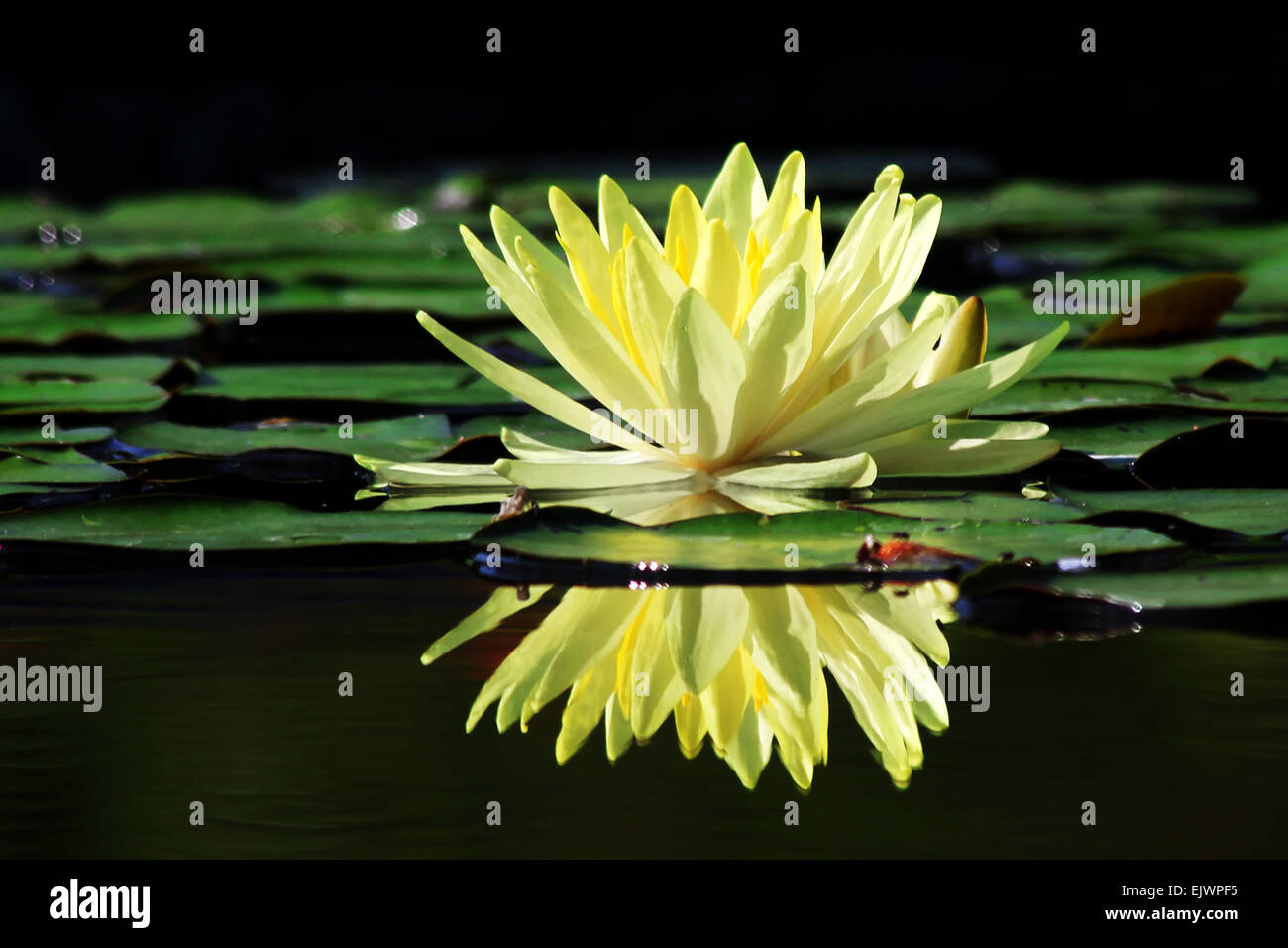 Beautiful lotus flower with reflection Stock Photo - Alamy