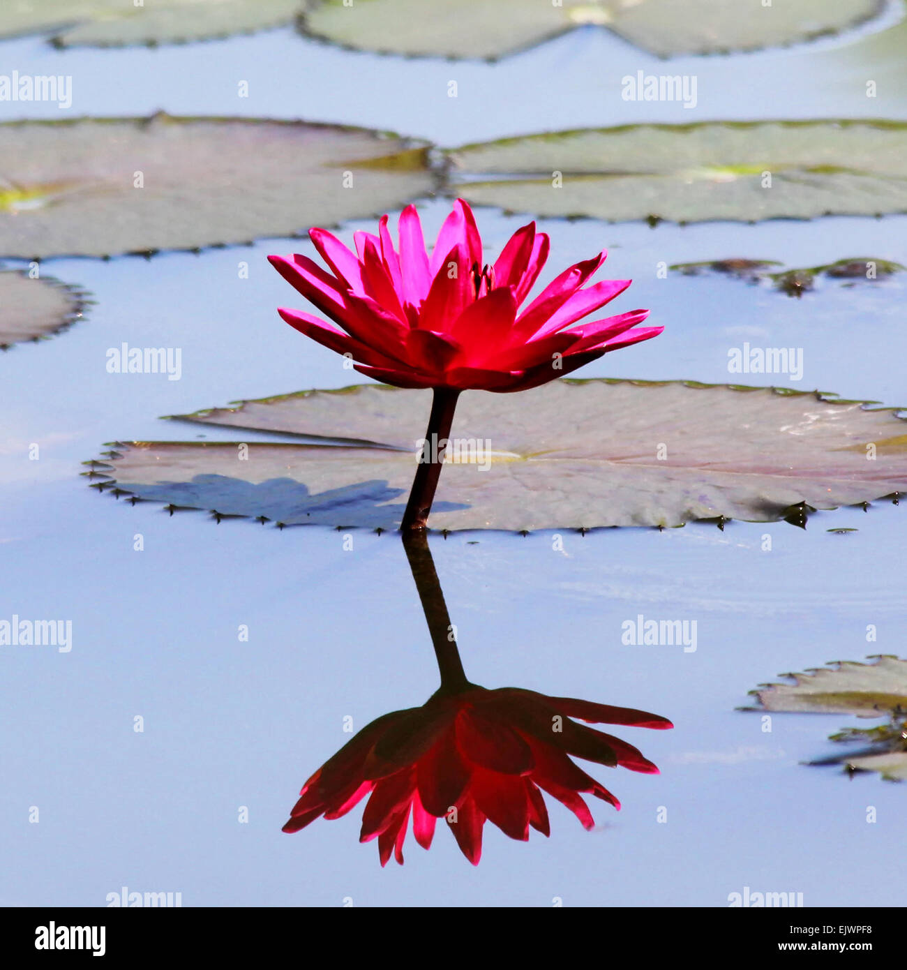 Beautiful lotus flower with reflection Stock Photo - Alamy