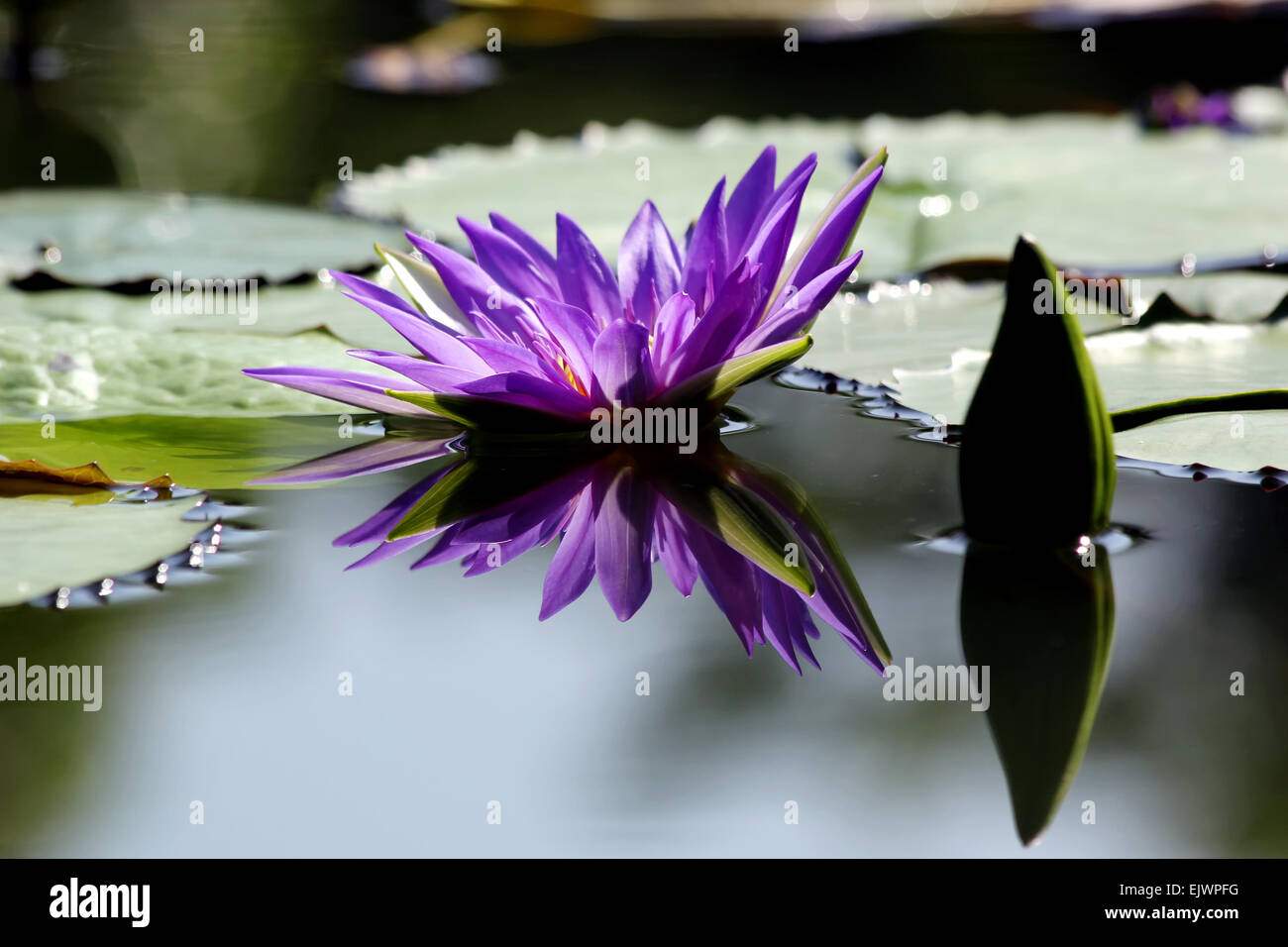 Beautiful lotus flower with reflection Stock Photo - Alamy
