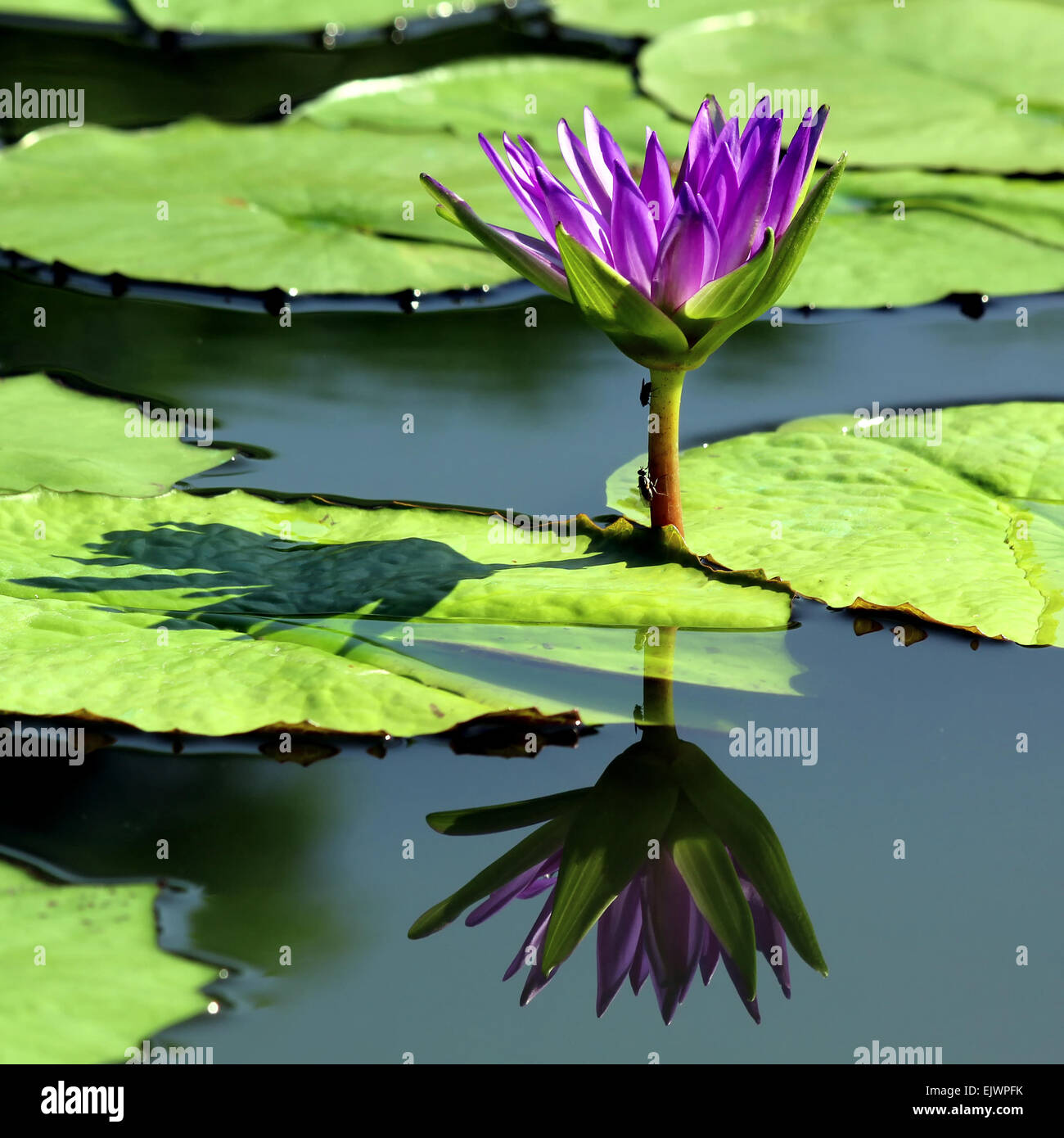 Beautiful lotus flower with reflection Stock Photo - Alamy