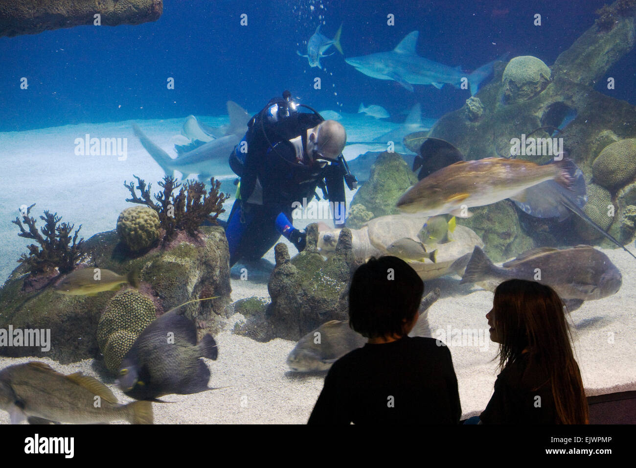 Albuquerque Bio Park Aquarium. Albuquerque, NM Stock Photo - Alamy