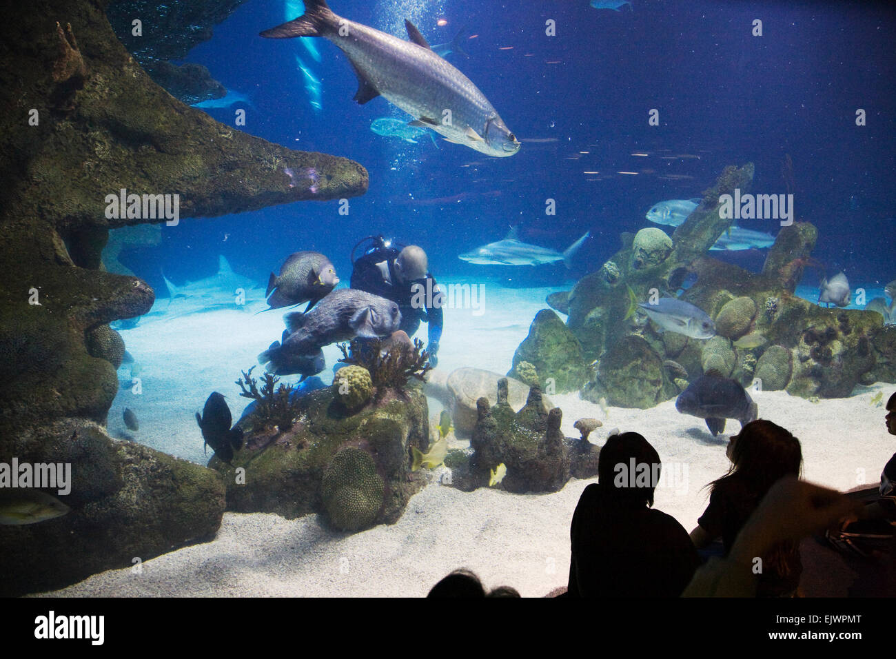 Albuquerque aquarium hi-res stock photography and images - Alamy