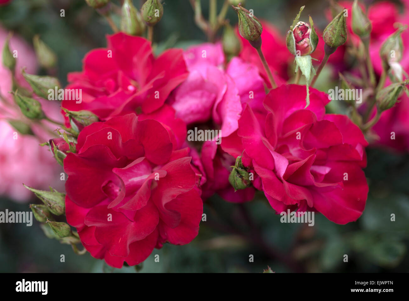 Rosa Euro 92 Stock Photo - Alamy