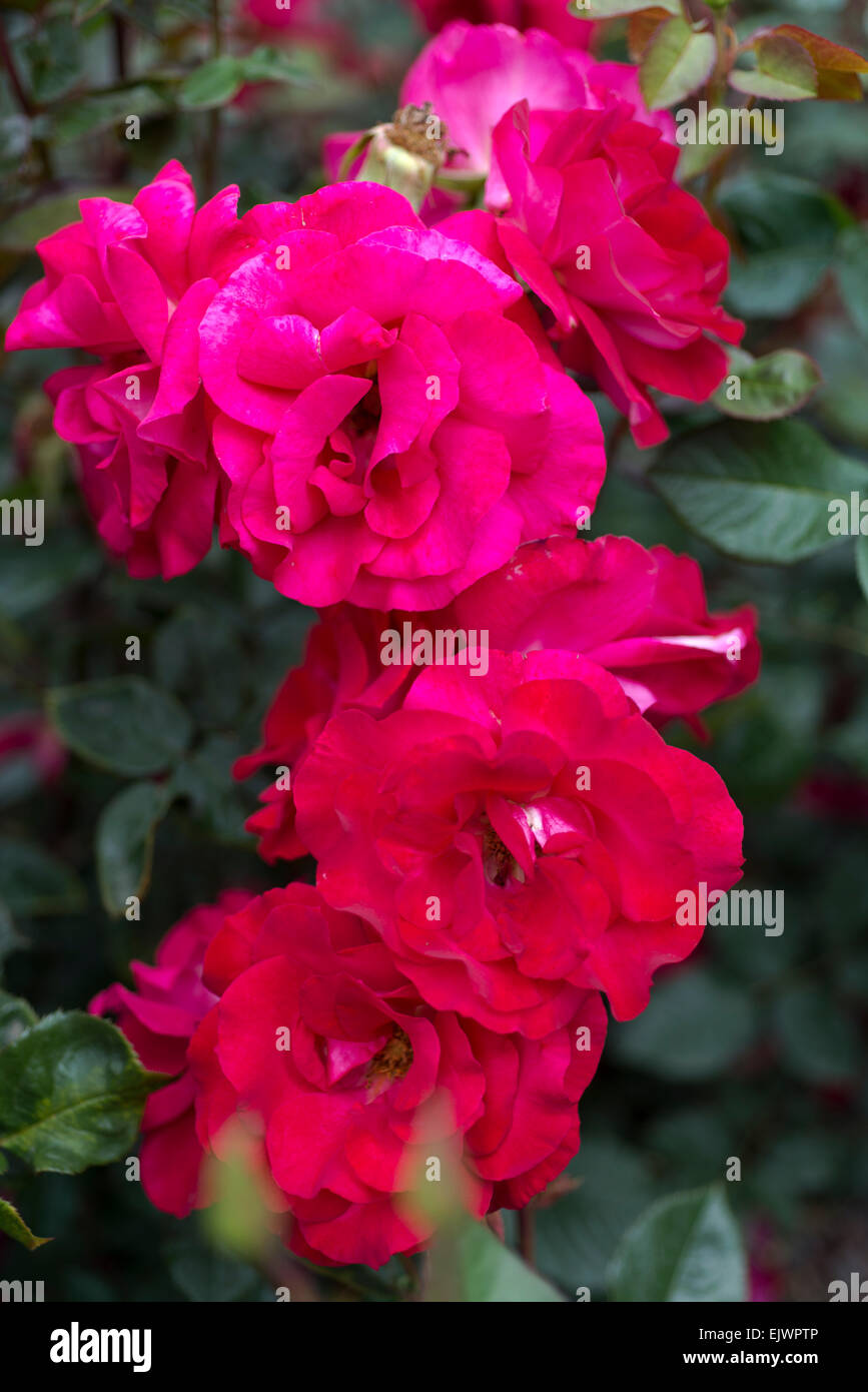 Rosa Euro 92 Stock Photo - Alamy