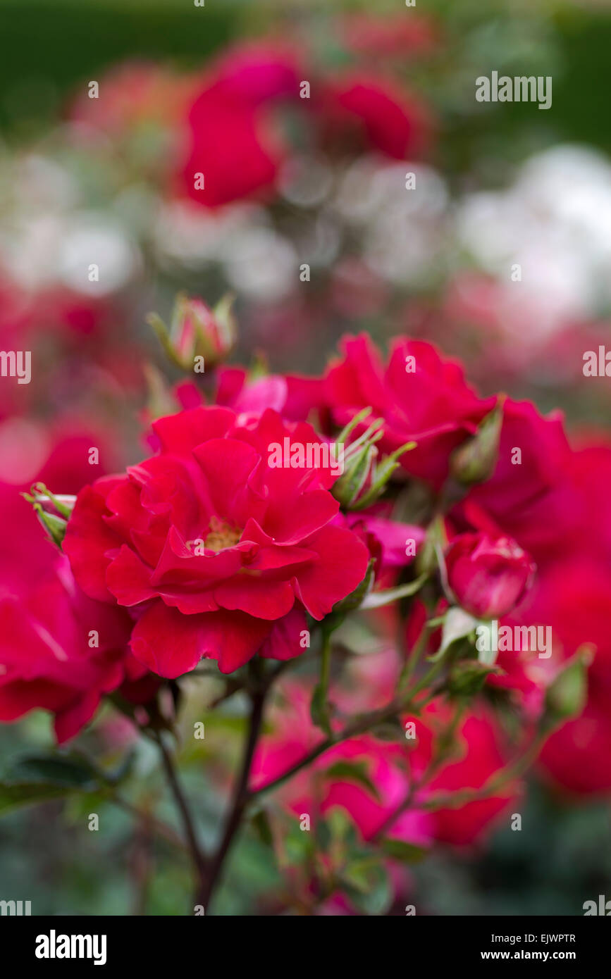 Rosa Euro 92 Stock Photo - Alamy