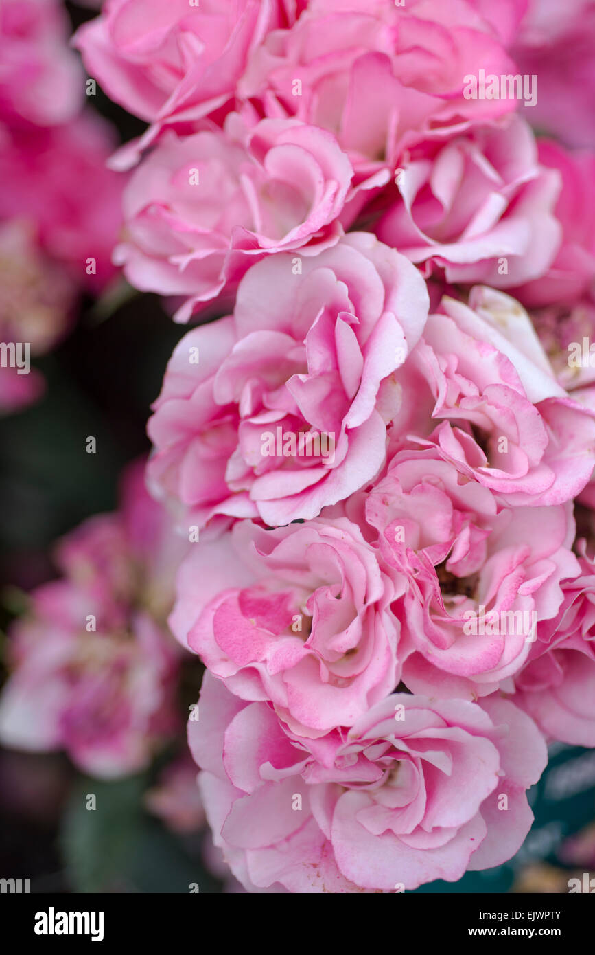 Rosa Ville du Roeulx Stock Photo - Alamy