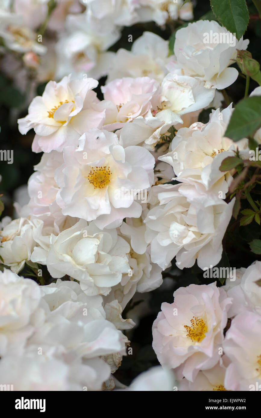 Rosa Ville de Lorgues Stock Photo - Alamy