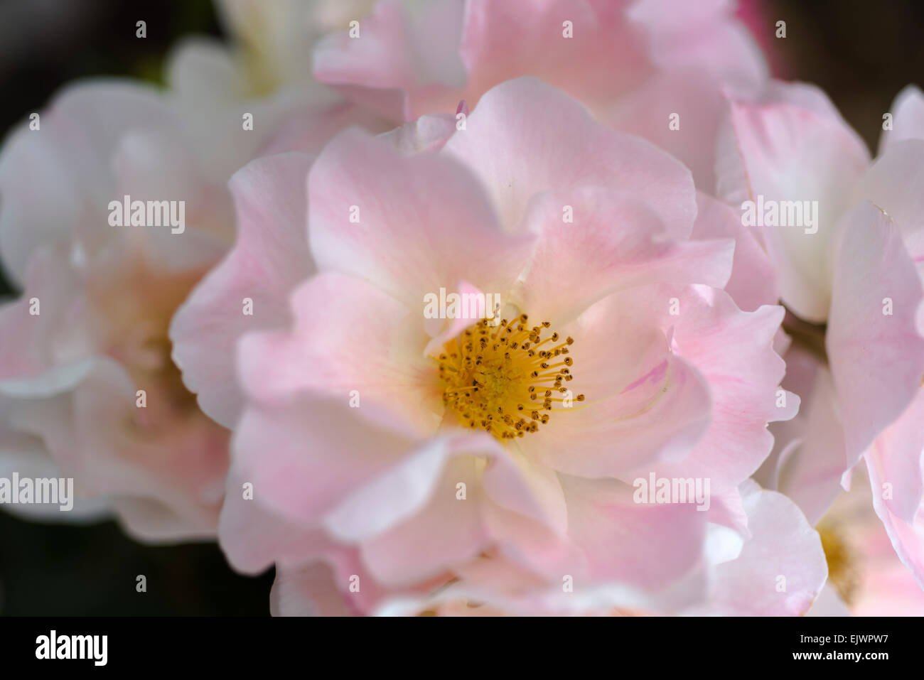 Ville rose hi-res stock photography and images - Alamy