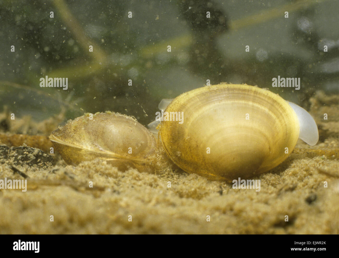 Pea Mussel - Sphaerium corneum Stock Photo - Alamy