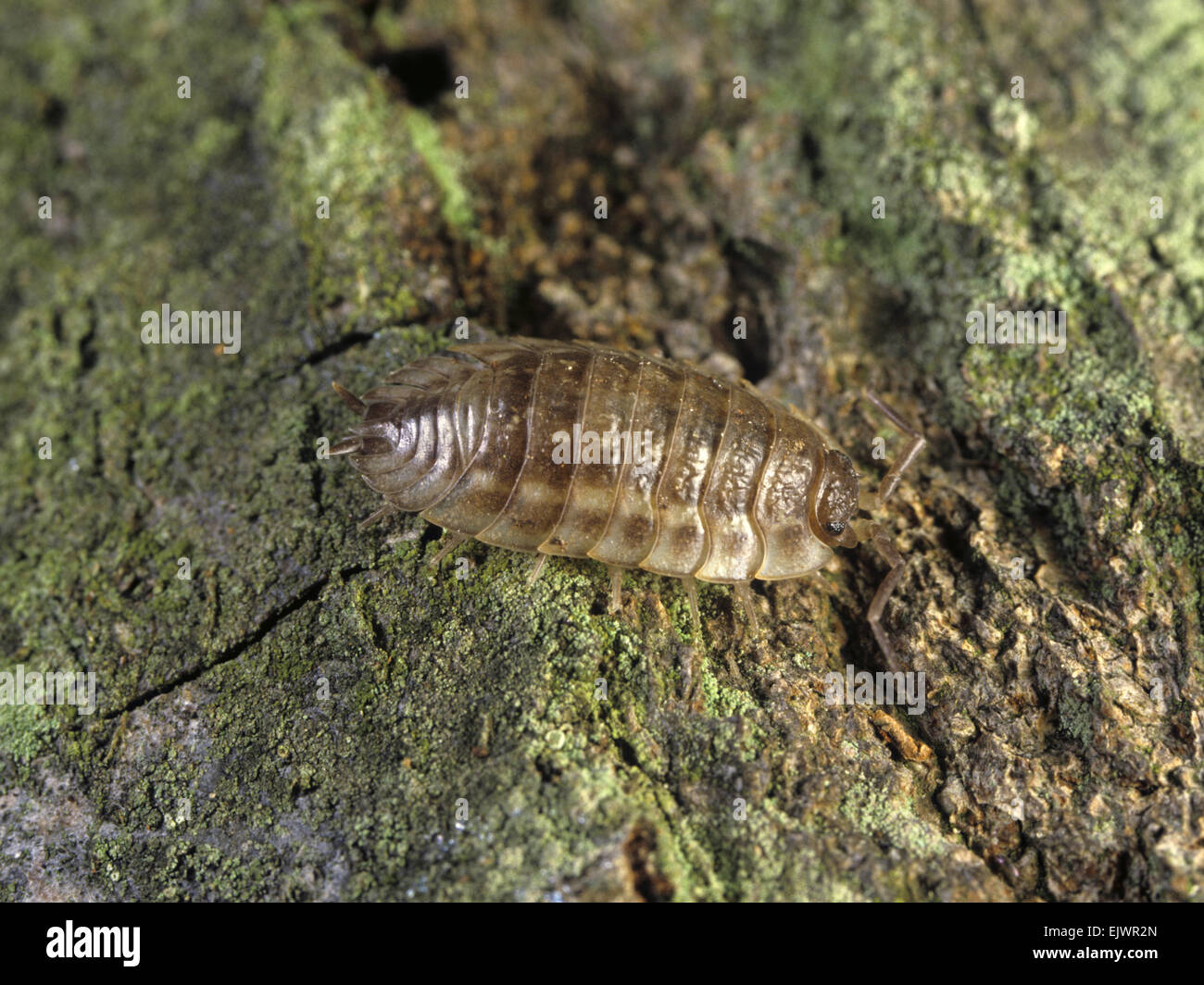 Woodlouse - Oniscus asellus Stock Photo - Alamy