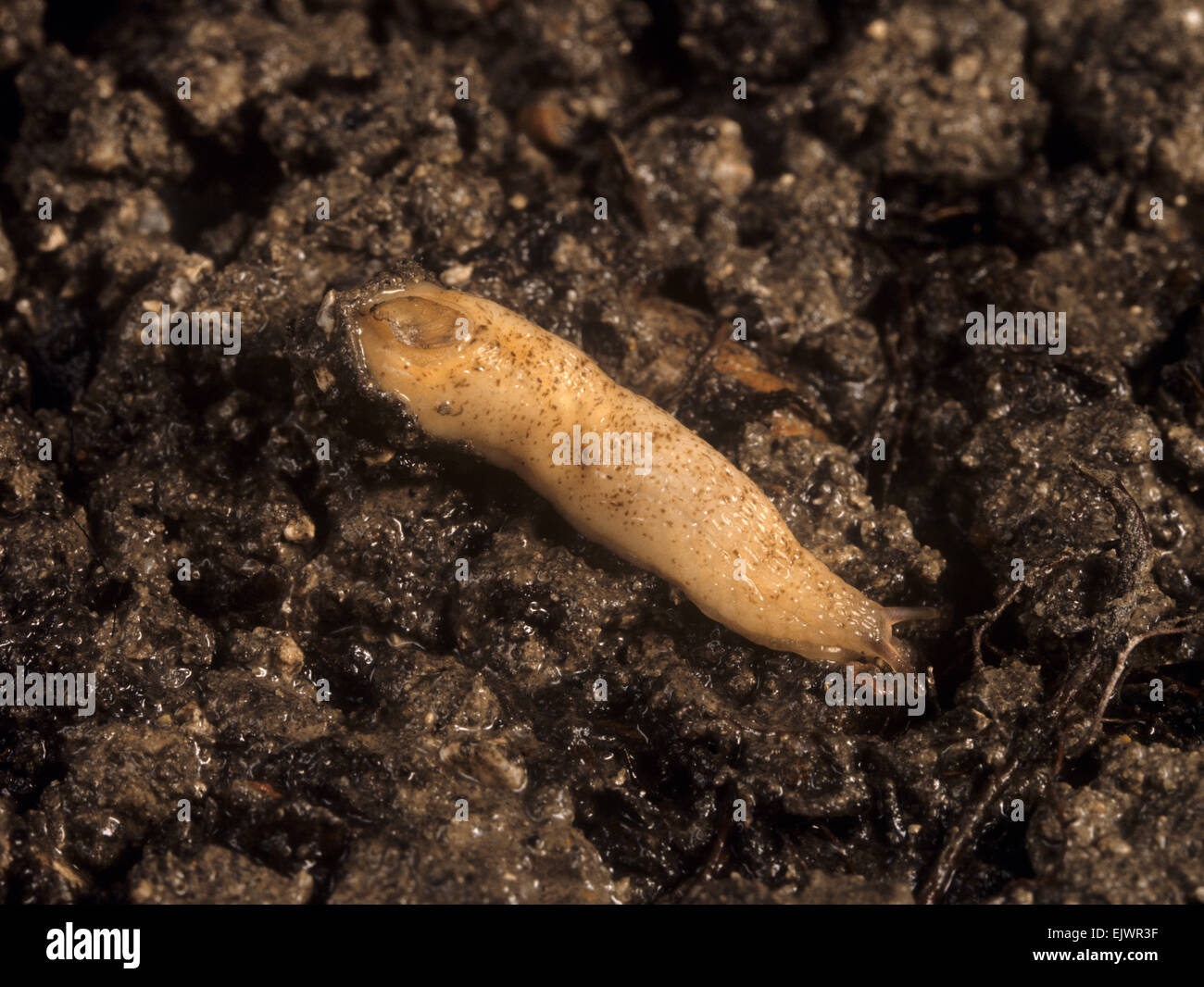 Shelled slugs hi-res stock photography and images - Alamy