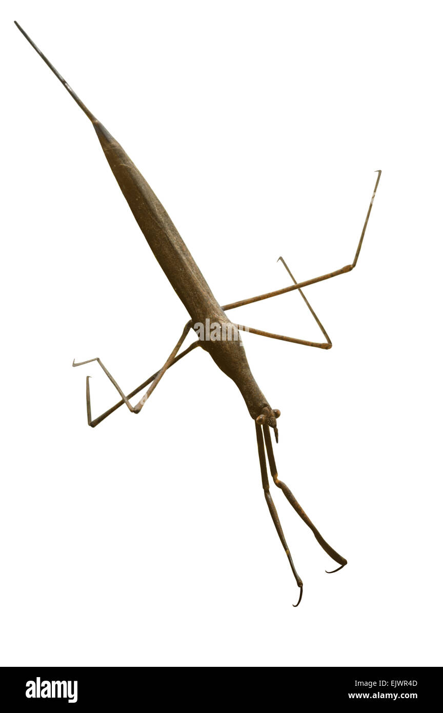 Freshwater vertical hi-res stock photography and images - Alamy