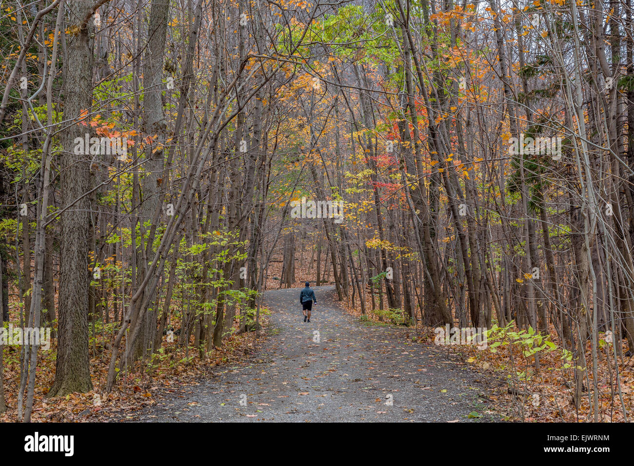 Westmount montreal hi-res stock photography and images - Alamy