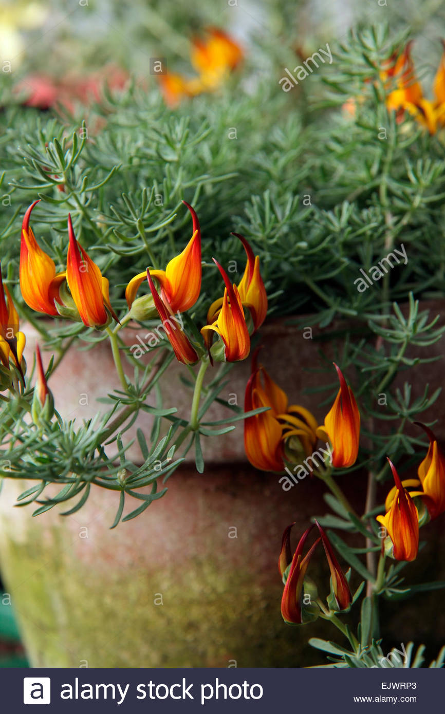 Lotus 'Gold Flash' Stock Photo, Royalty Free Image: 80472731 - Alamy