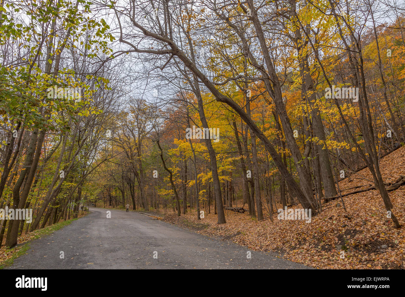 Westmount quebec hi-res stock photography and images - Alamy
