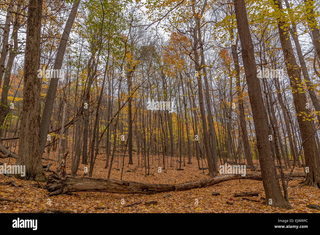 Westmount quebec hi-res stock photography and images - Alamy