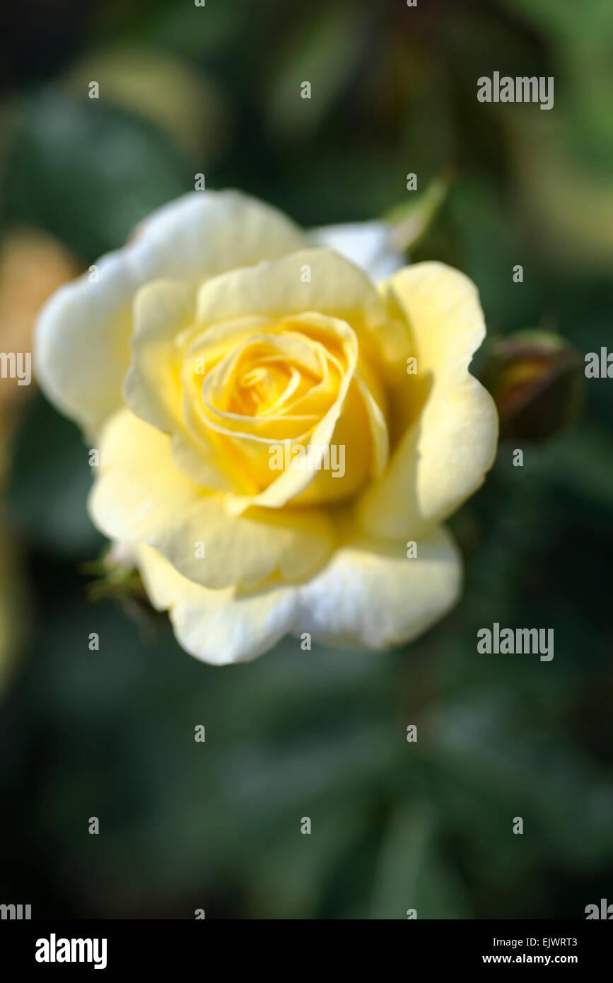 Renaissance rose hi-res stock photography and images - Alamy