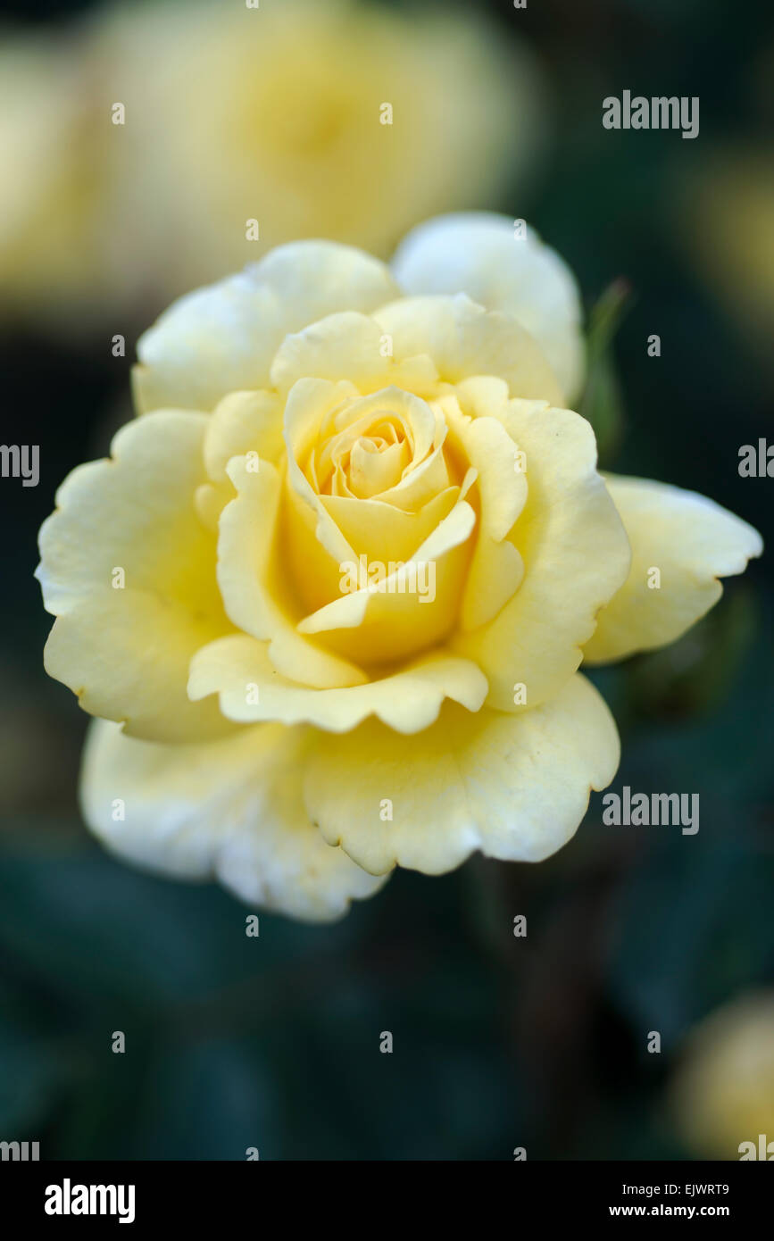 Rosa Bella Renaissance Stock Photo - Alamy