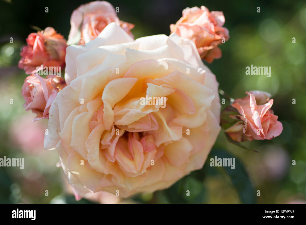 Barock hi-res stock photography and images - Alamy