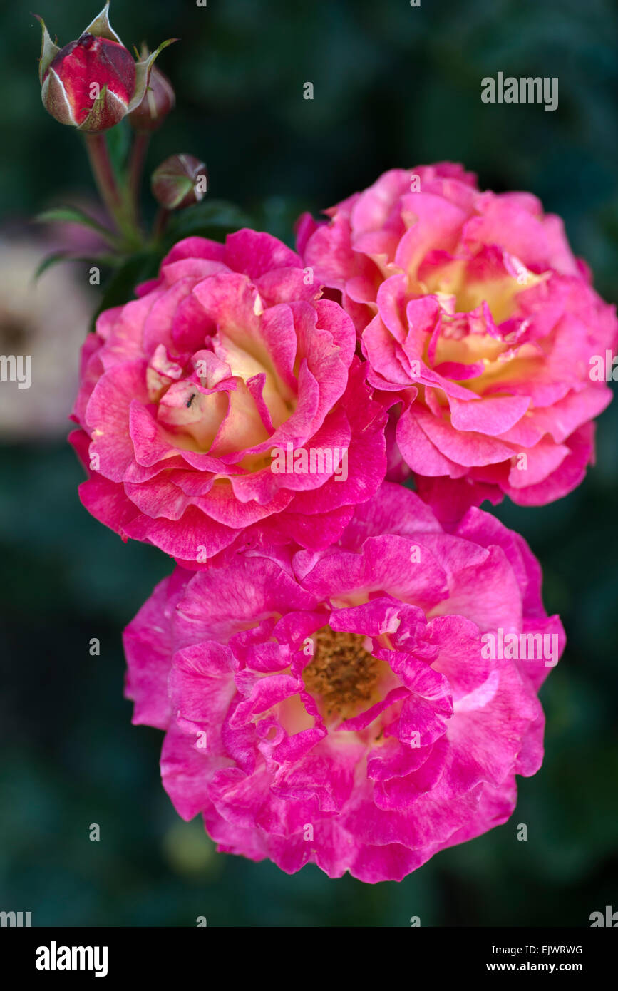 Rosa Circus Roncali Stock Photo - Alamy