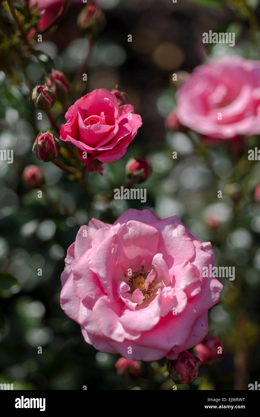 Rosa Bella Rosa Stock Photo - Alamy