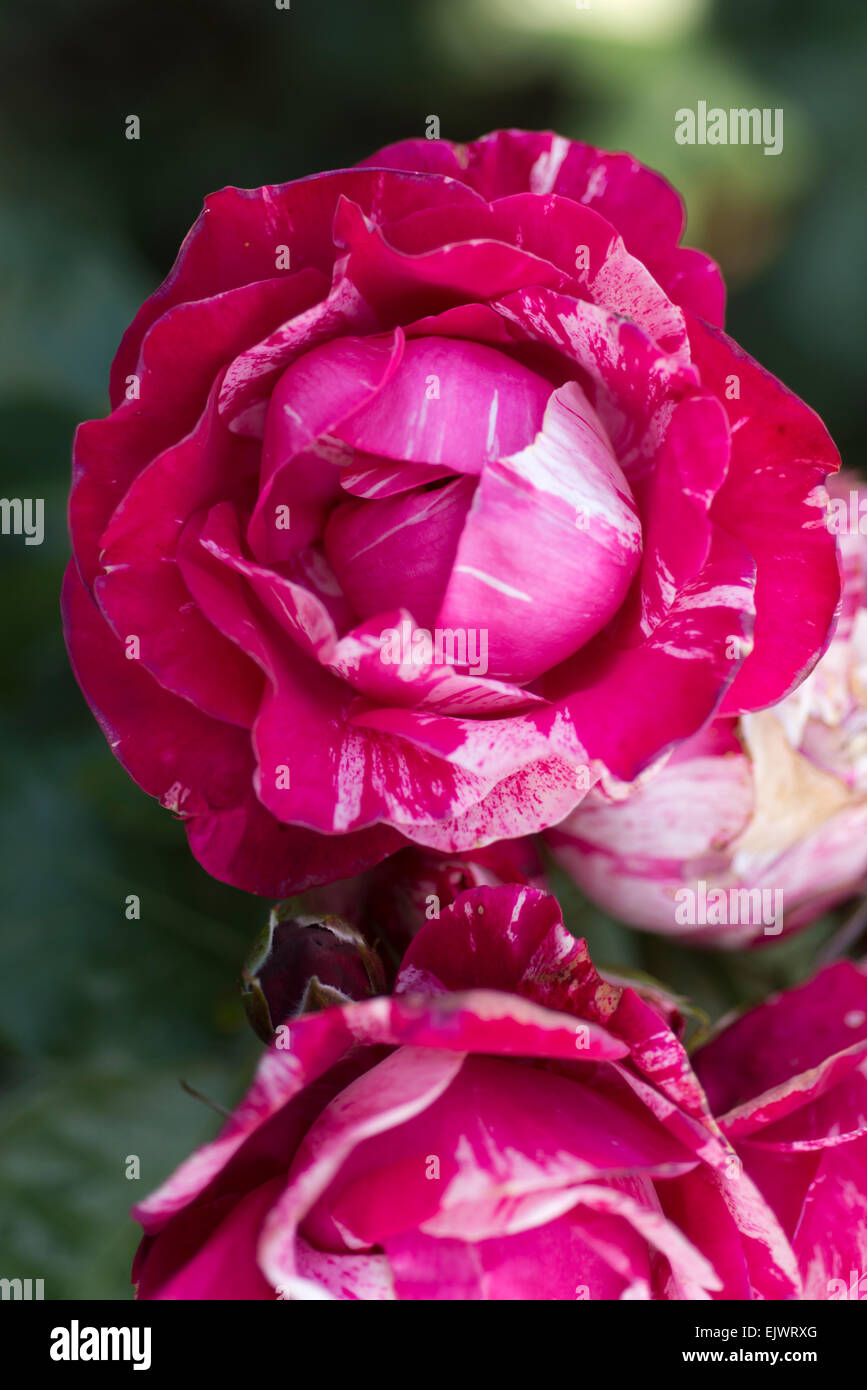 Rosa Henri Matisse Stock Photo - Alamy