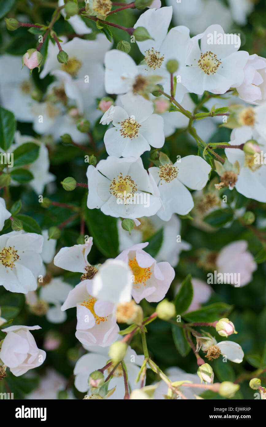 Ingenue hi-res stock photography and images - Alamy