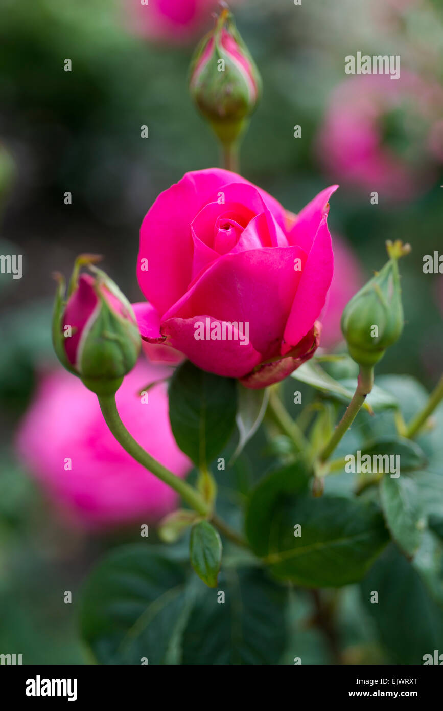 Paix rose hi-res stock photography and images - Alamy