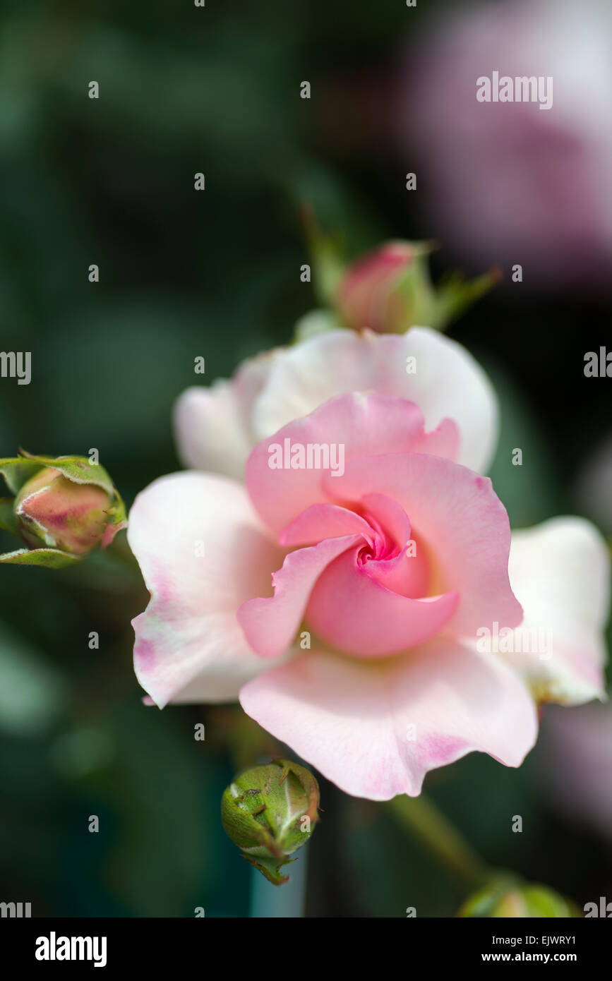 Manureva hi-res stock photography and images - Alamy