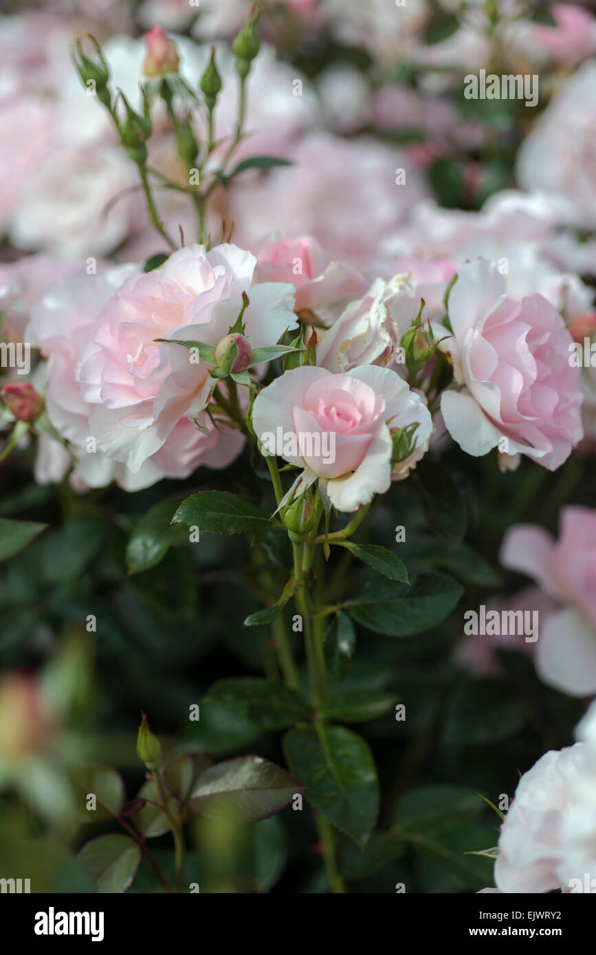 Manureva hi-res stock photography and images - Alamy