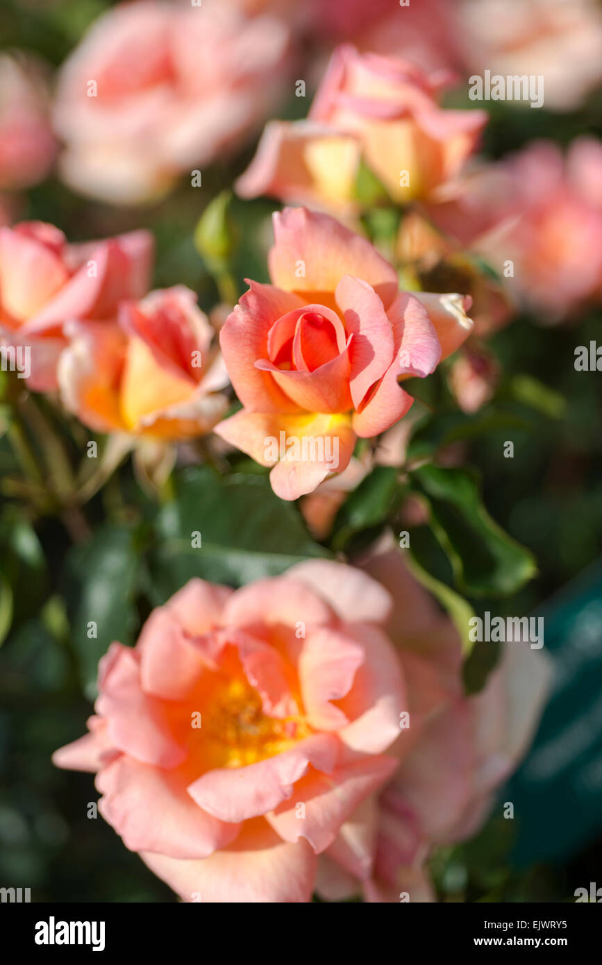 Rose rosa zambra hi-res stock photography and images - Alamy