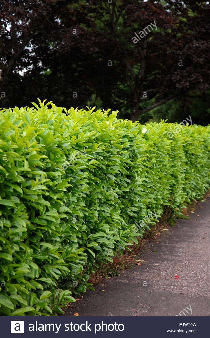 Laurel Hedge Stock Photos & Laurel Hedge Stock Images - Alamy