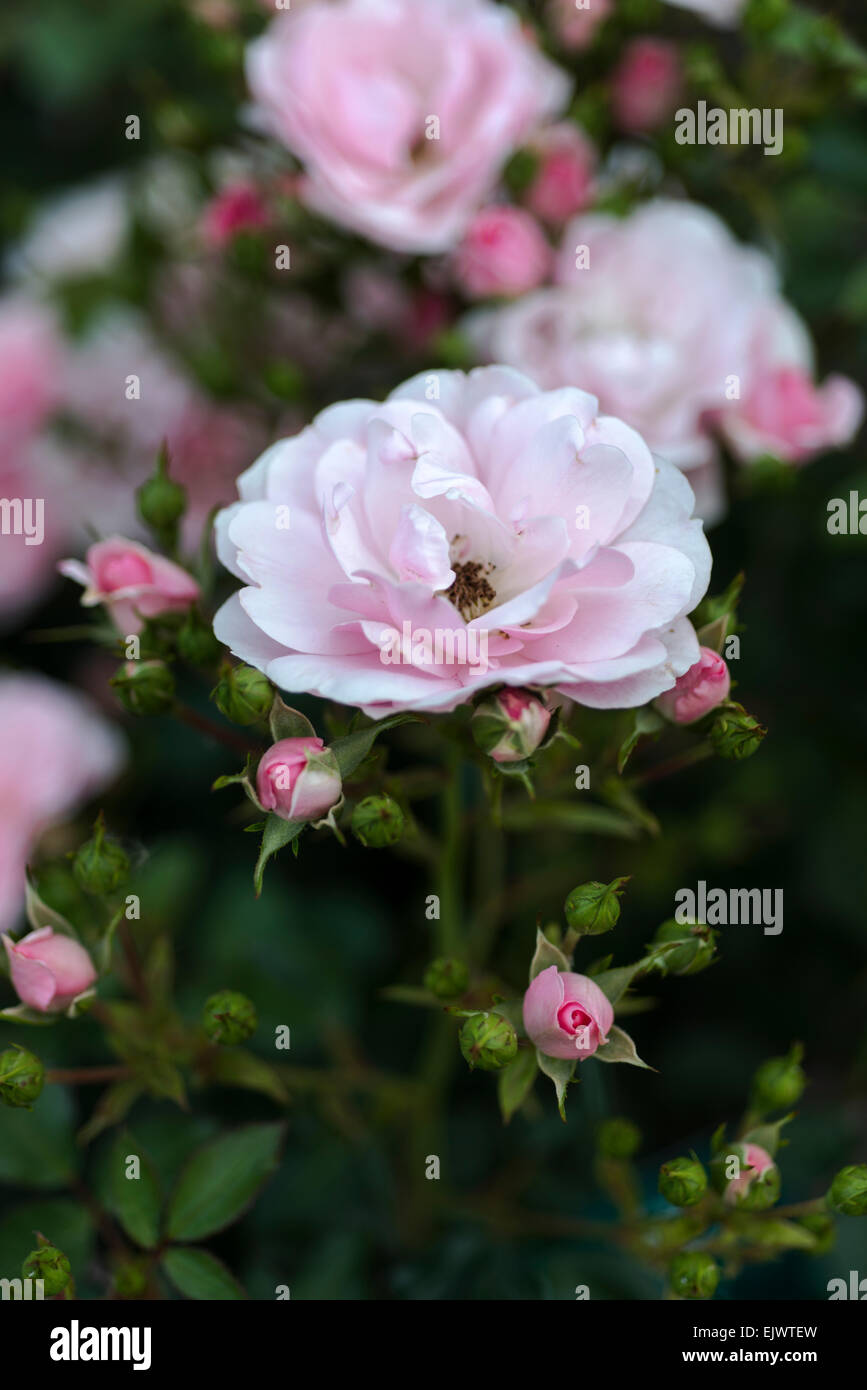 Bonica High Resolution Stock Photography and Images - Alamy