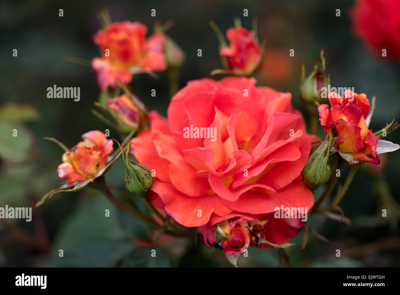 Kordes High Resolution Stock Photography and Images - Alamy