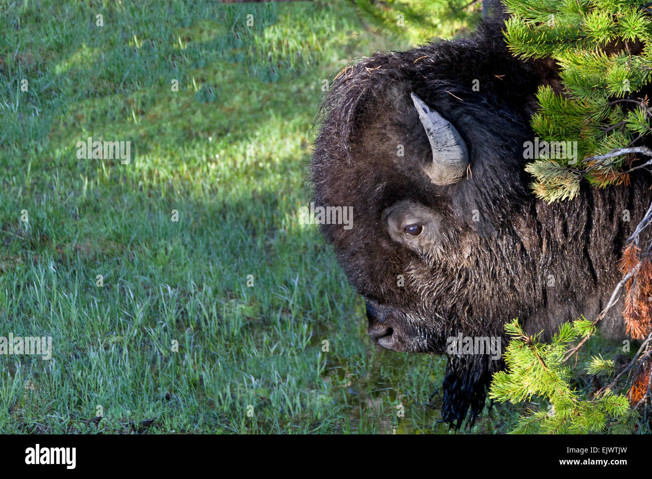 Large bison, covered with dust, dew, and pine needles, emerges from ...
