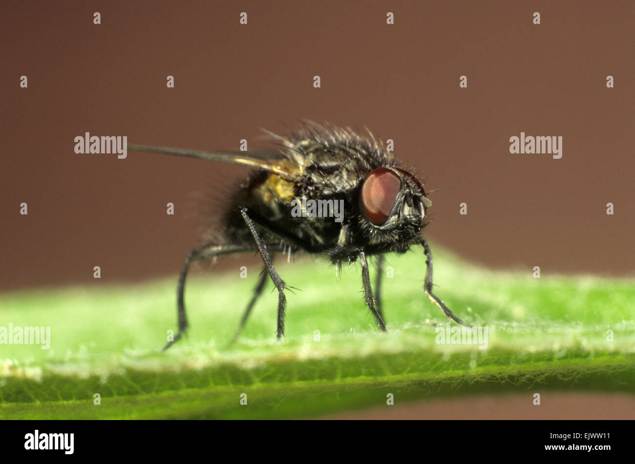 Common House-fly - Musca domestica Stock Photo - Alamy