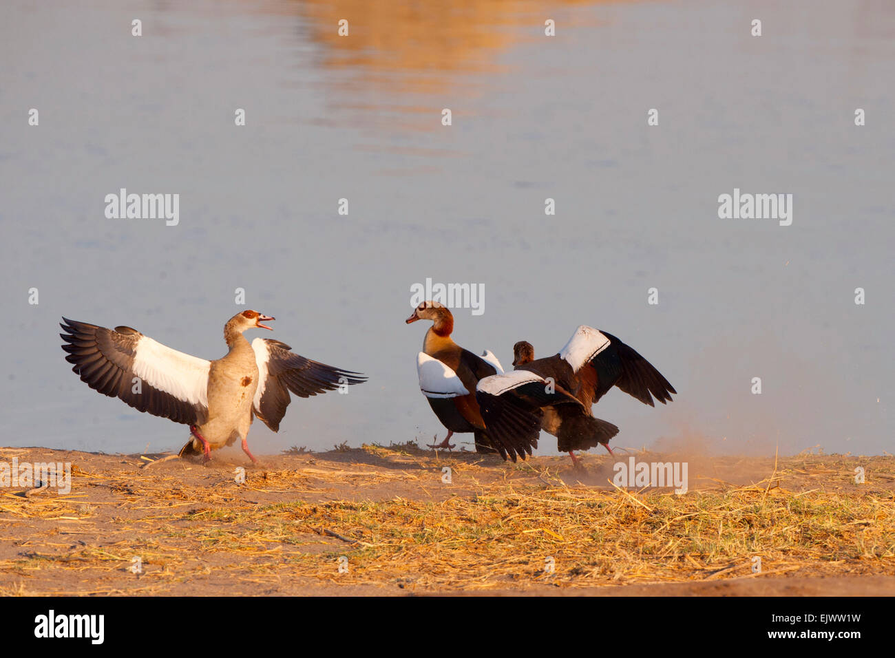 Angry flapping and fighting hi-res stock photography and images - Alamy