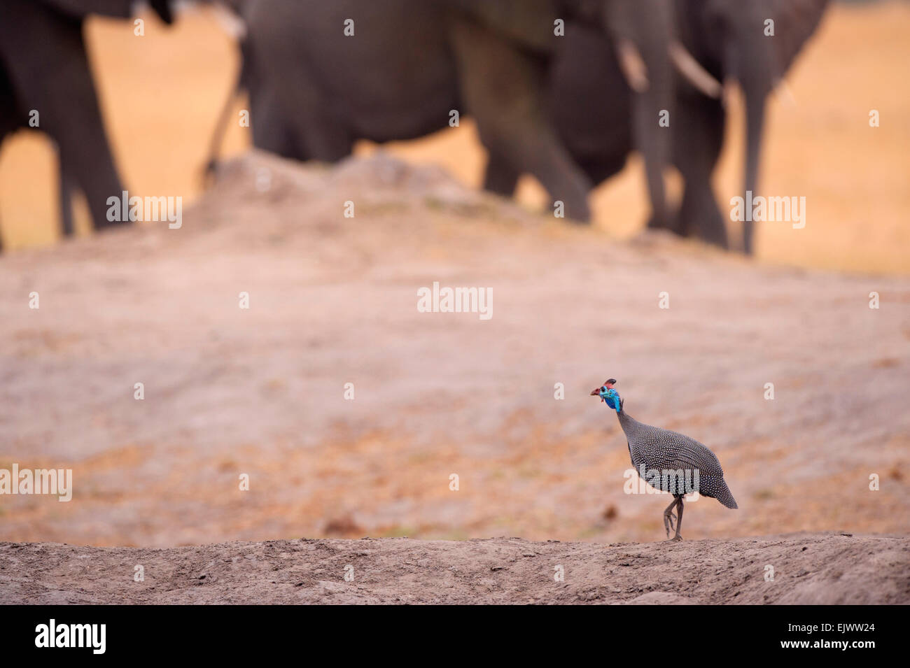 Hwange National Park Zimbabwe biggest National Park in country semi ...